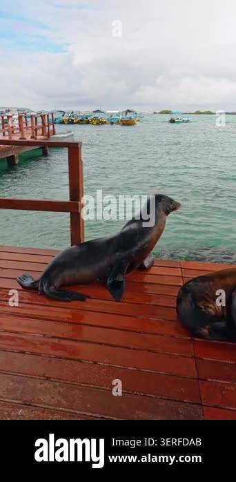 Wet fatty seals sit and lie on the wooden pier. Lovely mammals of ...