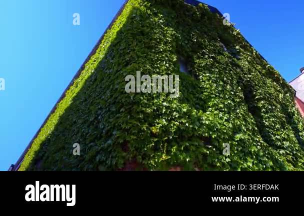 Ivy covered brick building facade against clear blue sky. Low angle ...