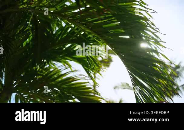 Palm tree leaves with bright sunlight flaring through in Miami, Florida ...