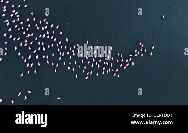 Overhead view of flamingo flock swimming on dark green water. Top down ...