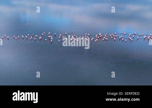 Flamingo line formation wading through blue reflective lake. Aerial ...