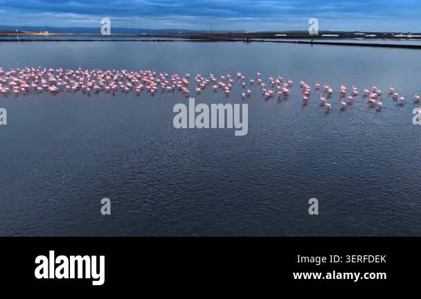 Diagonal flamingo formation crossing salt flat lagoon at dusk. Elevated ...