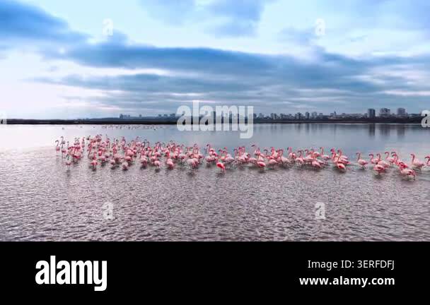 Flamingo colony marching through lake with city skyline behind. Aerial ...