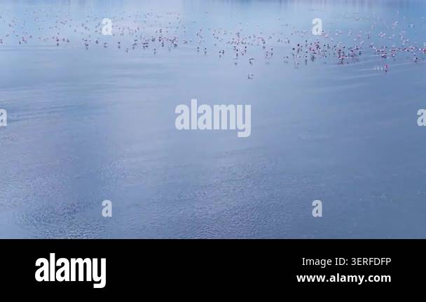 Distant flamingo flock scattered across calm lake surface. Elevated ...