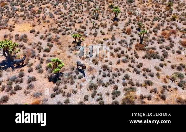 Circling around the group of donkeys walking by the deserted area ...
