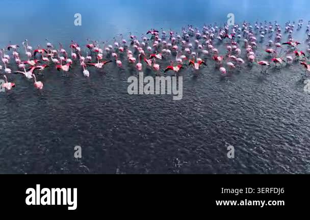 Close aerial of flamingo flock standing in dark rippled water. Low ...