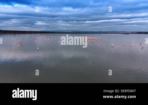 Flamingo flock wading in open lake with mountain range beyond. Drone ...