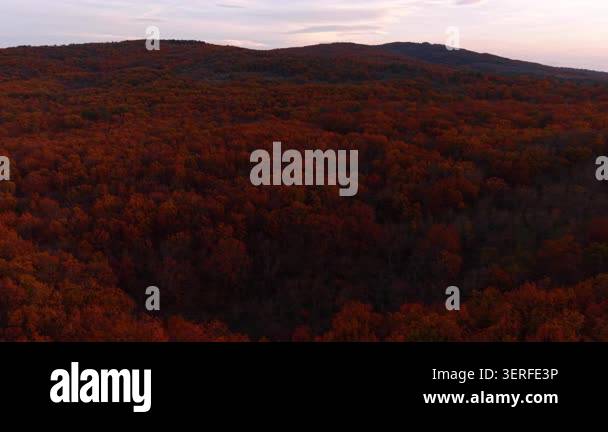 Dense autumn forest covering mountain slope at sunset. Red and orange ...