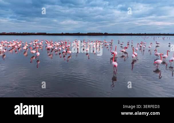 Single flamingo standing before a colony in a calm lagoon. Foreground ...
