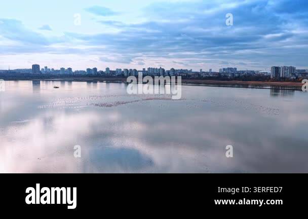 Wide aerial view of flamingos in a lake with city panorama. Distant ...