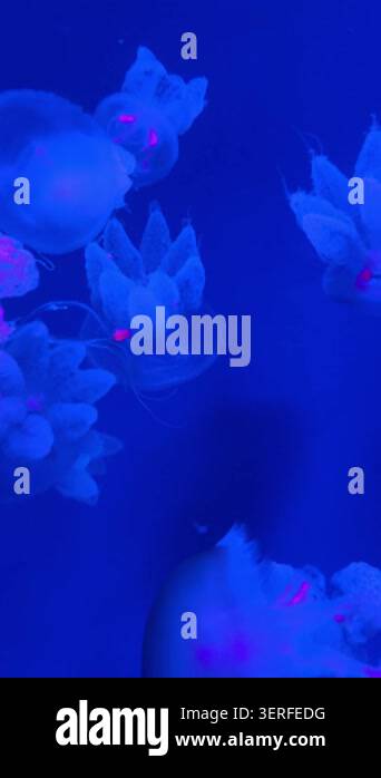 Translucent jellyfish floating in blue aquarium light. Multiple glowing ...
