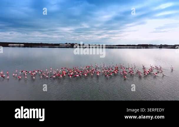 Flamingo flock taking flight over a salt lake at twilight. Wings spread ...