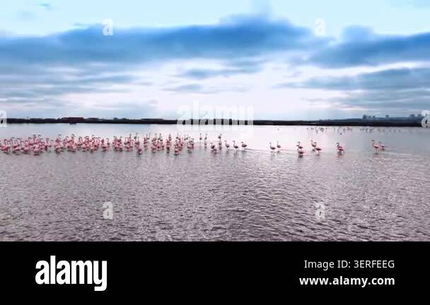 Flock of flamingos wading in a shallow salt lake. Panoramic view with ...