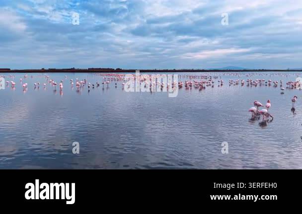 Overcast wetland with flamingos feeding near a distant mountain ...