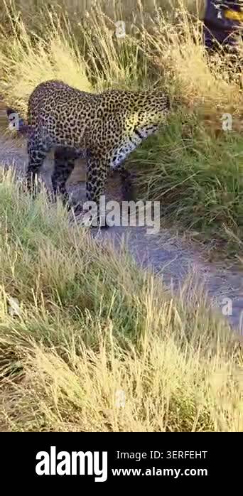 Magnificent leopard walking on a dirt path and marking its territory in ...