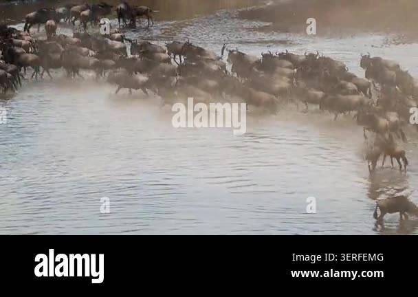 Huge herd of wildebeest crossing a river during the annual great ...