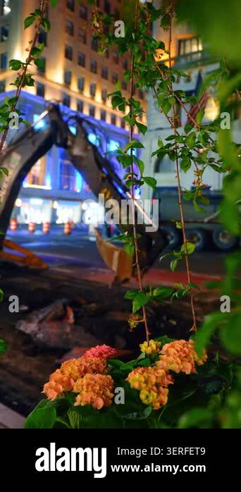 Hydrangea flowers framing an excavator on a night street, Manhattan ...