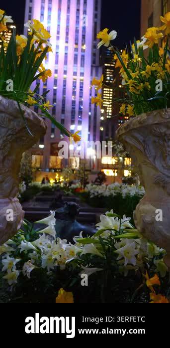 Daffodils in ornamental urns framing skyscraper at Rockefeller Center ...