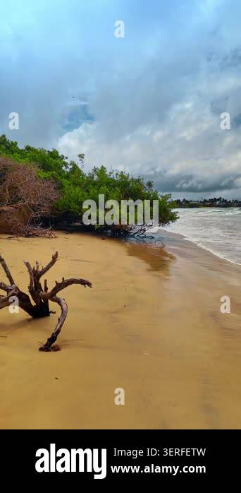 Mangrove trees on sandy beach under stormy sky, Isabela Island ...