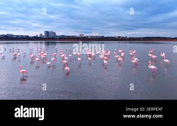 Flamingo group walking through shallow water near city. Pink birds with ...