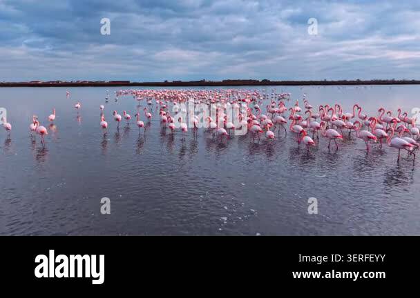 Large colony of flamingos standing in shallow lagoon. Drone perspective ...