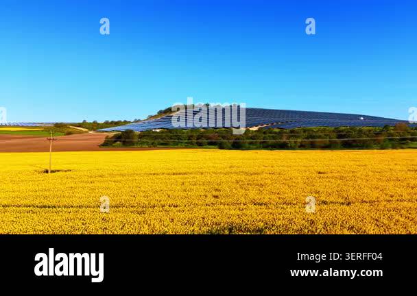 Rapeseed blooms framing solar panels on distant hillside. Yellow flower ...