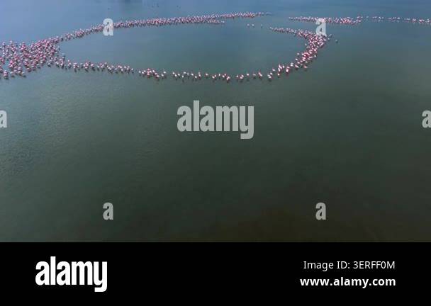 Overhead view of flamingos forming curved pattern on lake. Pink flock ...
