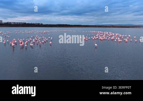 Flamingo flock resting on grey lake with distant city buildings. Dense ...