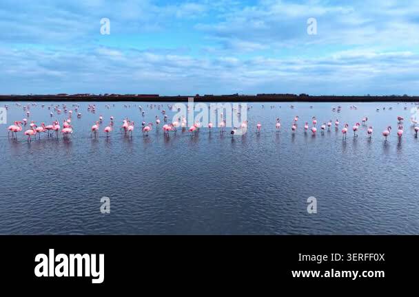 Flamingos spread across salt lake with rural buildings behind. Pink ...