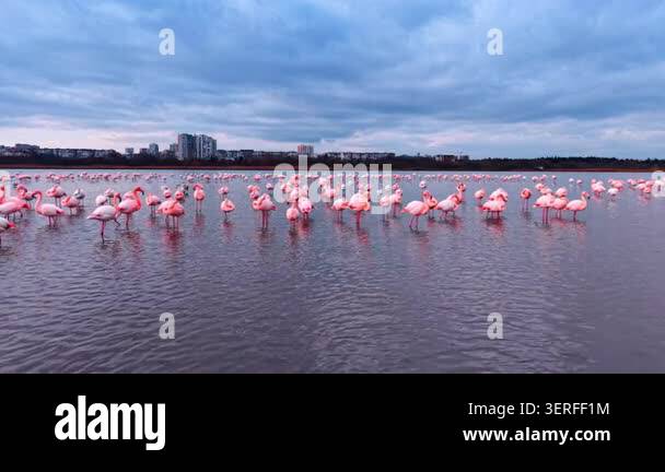 Dense row of flamingos standing before urban skyline. Pink birds in ...