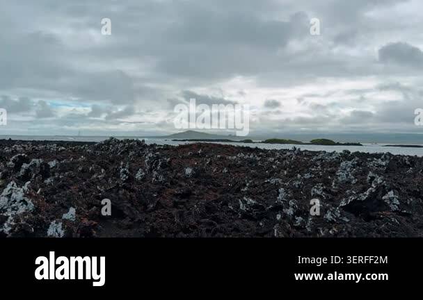 Galapagos marine iguana climbing lava rock, Las Tintoreras. Dark ...