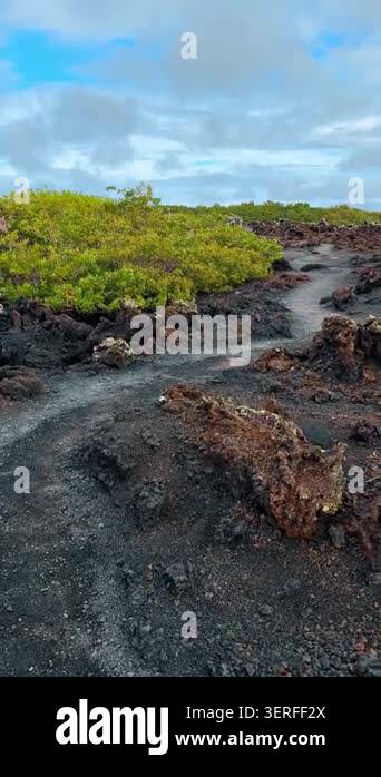 Winding path beside mangrove bushes, Las Tintoreras, Isabela Island ...