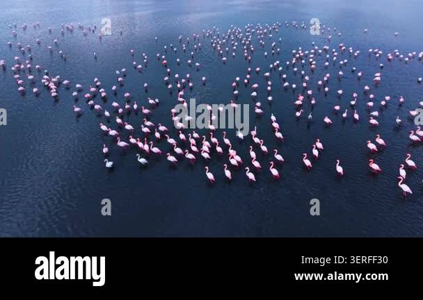 Flamingo colony on dark blue water. Hundreds of pink birds scattered ...