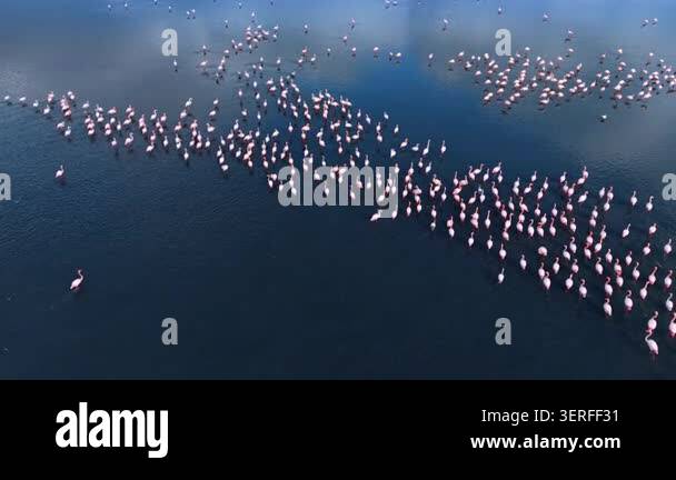 Aerial view of flamingo groups forming patterns on deep blue water ...