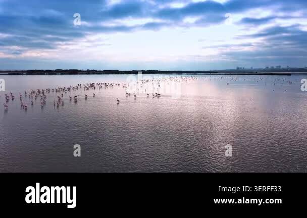 Flamingo flock wading in a coastal lagoon at sunset. Wide angle with ...