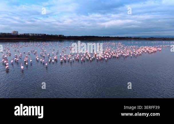 Drone view of flamingo flock gathered across a wide salt lake. Low ...