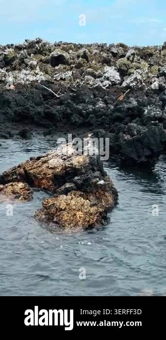 Two Galapagos penguins on wave swept rock, Las Tintoreras, Isabela ...