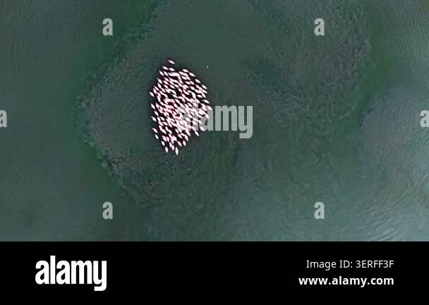 Overhead view of flamingo cluster in green lagoon water. Top down drone ...