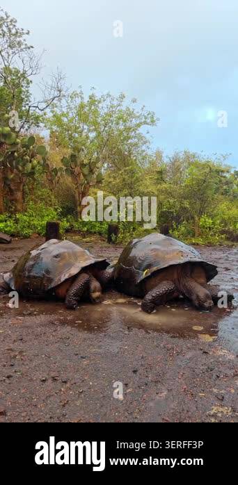 Ground level view of two Galapagos tortoises drinking, Isabela Island ...
