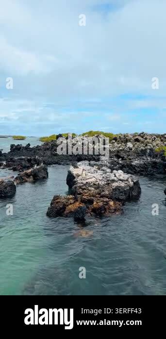 Galapagos penguins perched on lava rocks, Las Tintoreras, Isabela ...