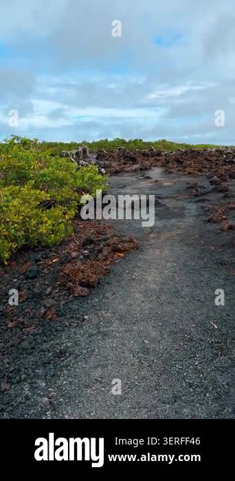 Gravel walkway leading to mangroves, Las Tintoreras, Isabela Island ...