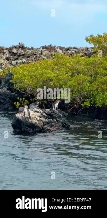 Three Galapagos penguins near mangroves, Las Tintoreras, Isabela. Birds ...
