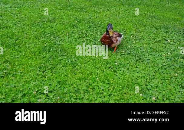 Duck walks by the fresh green grass. Wild bird on the lawn of clover ...