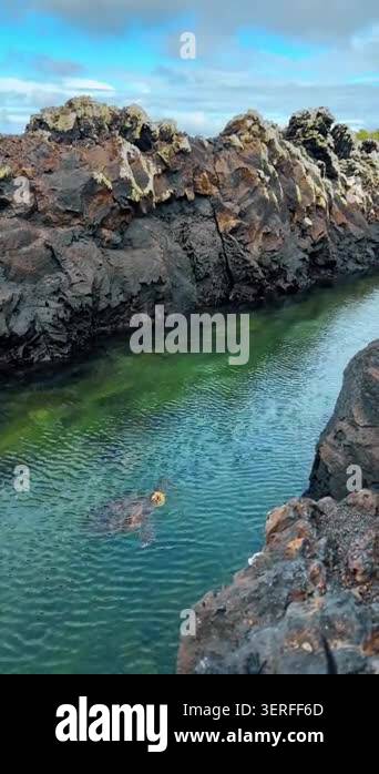 Green sea turtle surfacing in lava channel, Las Tintoreras, Galapagos ...