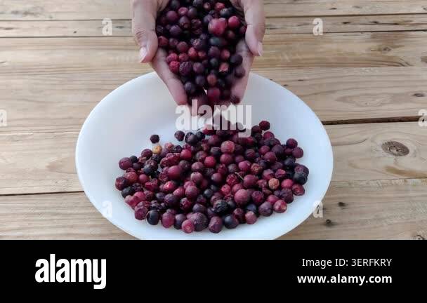 Phalsa berries placed in white plate after cleaning for serving Stock ...