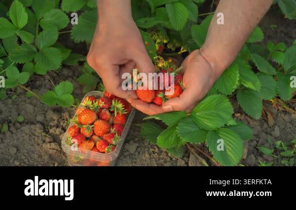 Hands of a person carefully picking ripe strawberries from a plant and ...
