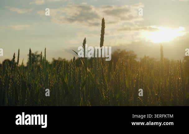 Wheat field with tall stalks swaying in the breeze as the sun sets ...