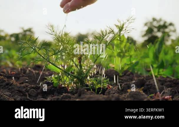 Hand gently pours water onto a young green plant in rich soil ...