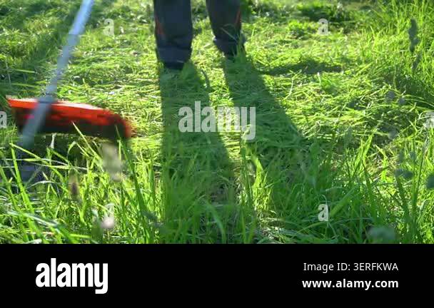Person in work pants operates a grass trimmer, cutting through tall ...