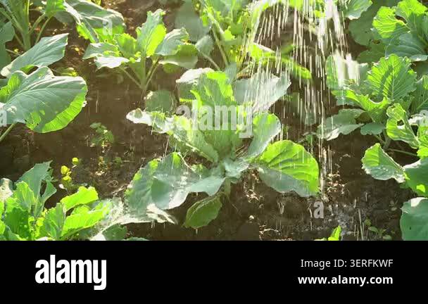 Watering fresh green cabbage plants in a sunlit garden, droplets fall ...